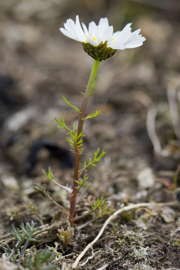 False Chamomile (HX - Vascular Plants of Svalbard) · iNaturalist