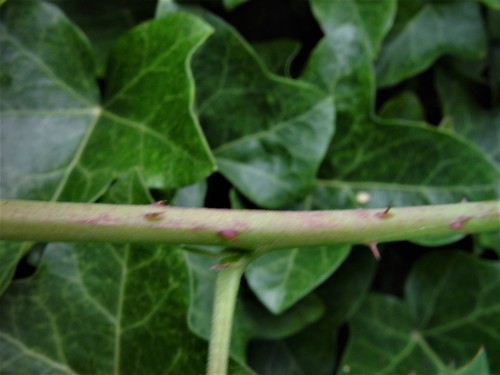 Pruinose Bramble (Rubus pruinosus) · iNaturalist