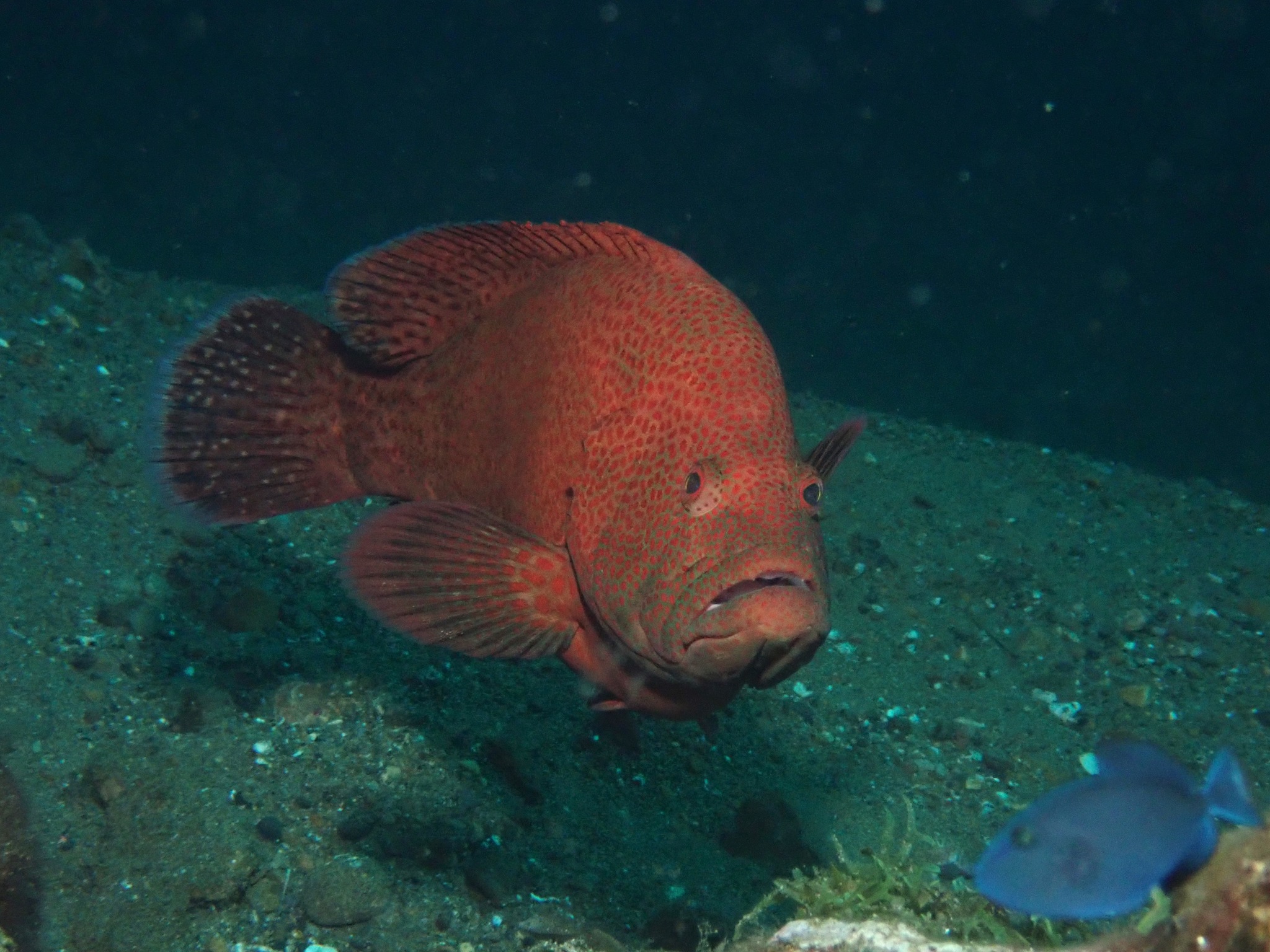 Cephalopholis sonnerati (Valenciennes, 1828)
