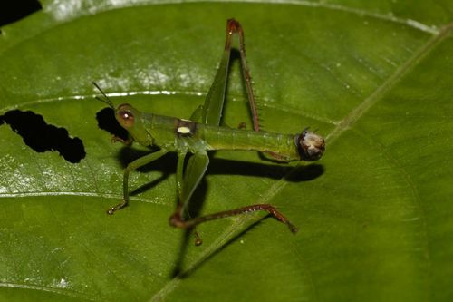 Family Mastacideidae · iNaturalist