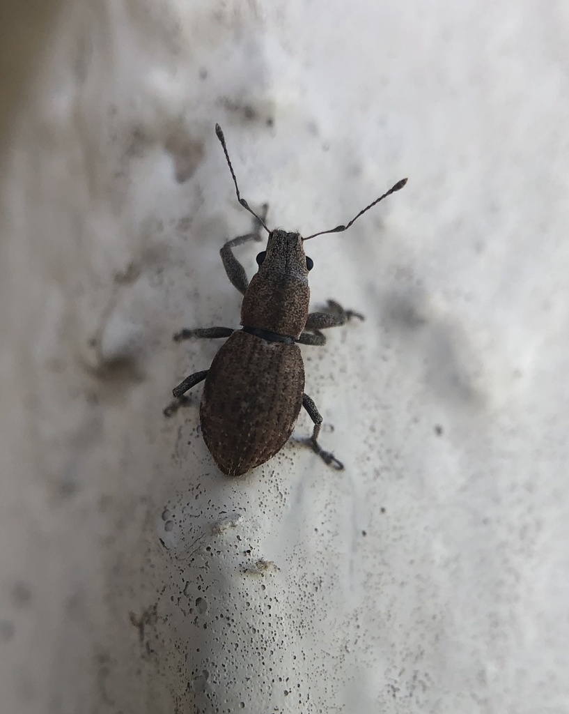 Fuller's rose weevil from Janes Island State Park, Princess Anne, MD ...