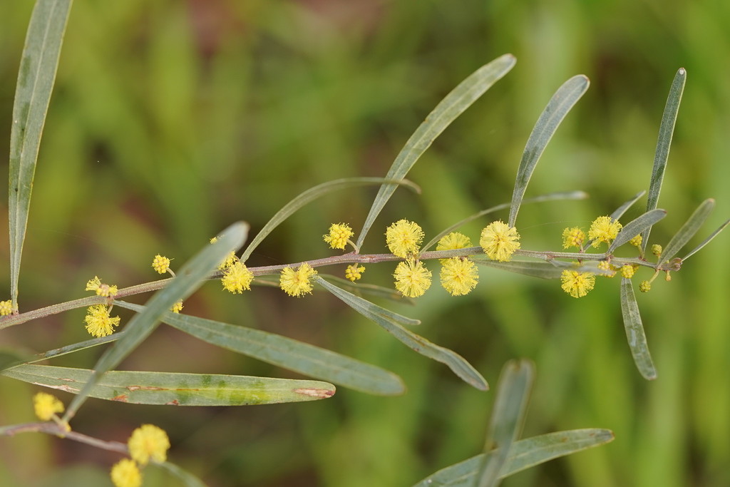 Hop wattle (Acacia stricta) - Botanical Realm