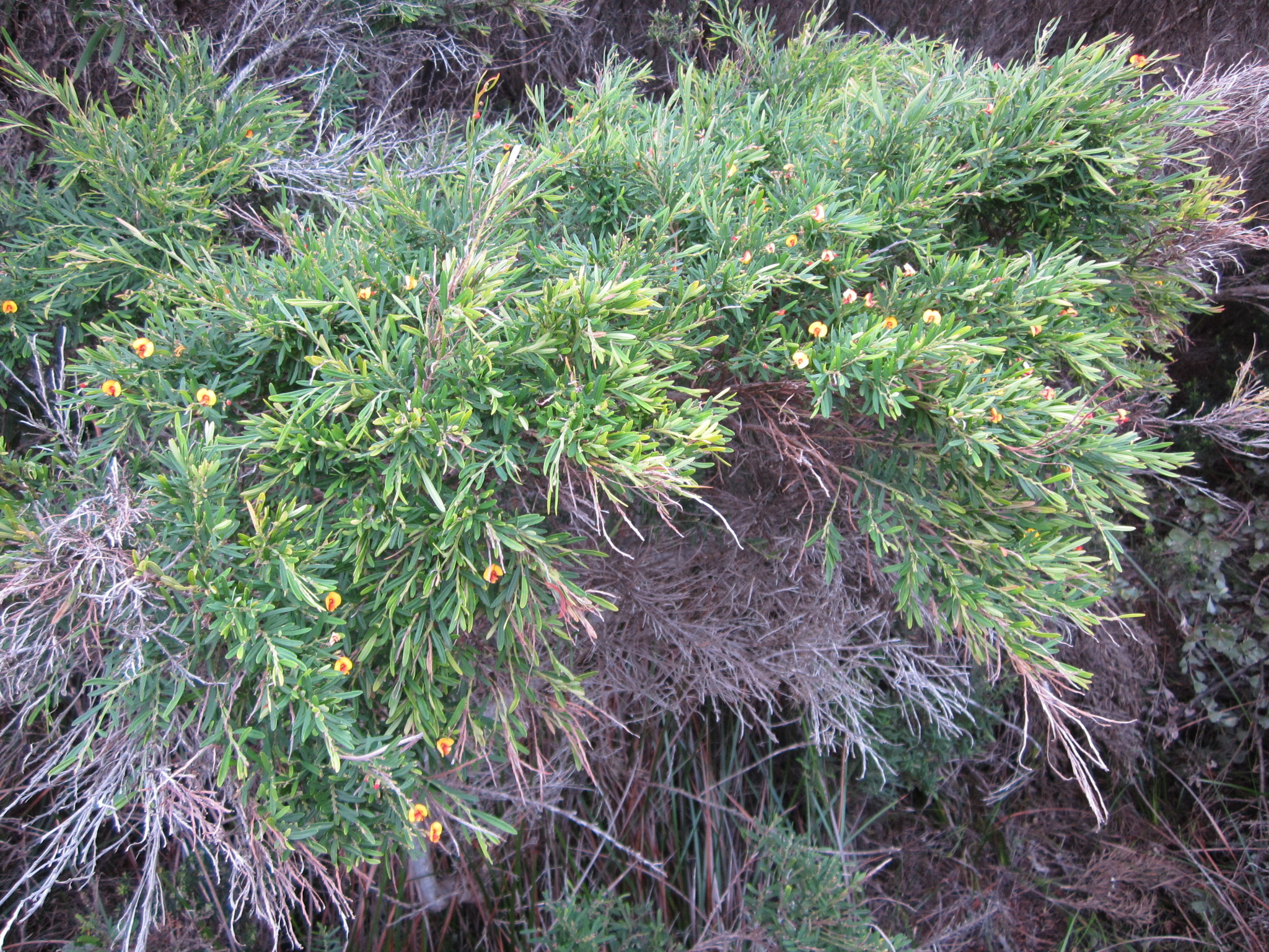 Bossiaea linophylla R.Br.