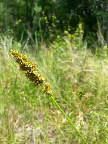 Eastern Fox Sedge (Nash Prairie Plants List) · iNaturalist