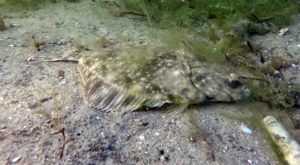 European Flounder (Platichthys flesus) - Marine Life Identification