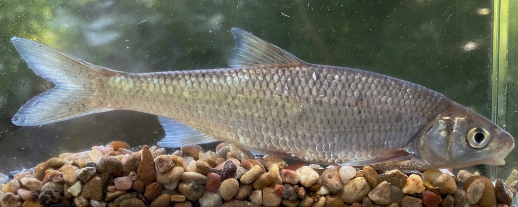 Common dace (Leuciscus leuciscus) - Marine Life Identification