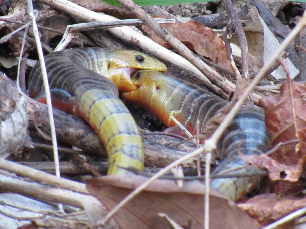 Brazilian Galliwasp from Maranguape - CE, Brasil on July 27, 2020 at 05 ...