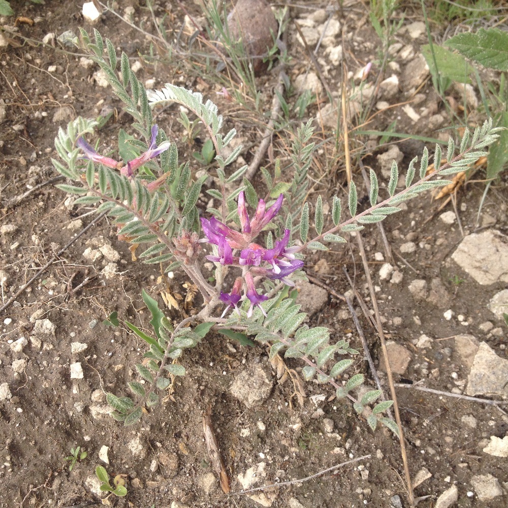 Woolly Locoweed from Oriental, Pue., México on June 29, 2017 at 08:31 ...