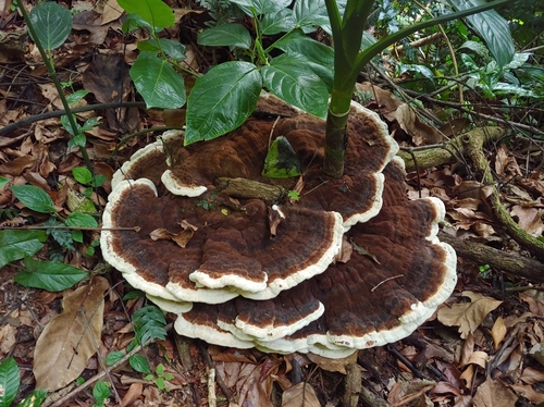 Kusaghiporia talpae · iNaturalist