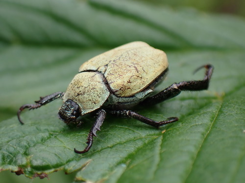 Hoplia davidis · iNaturalist