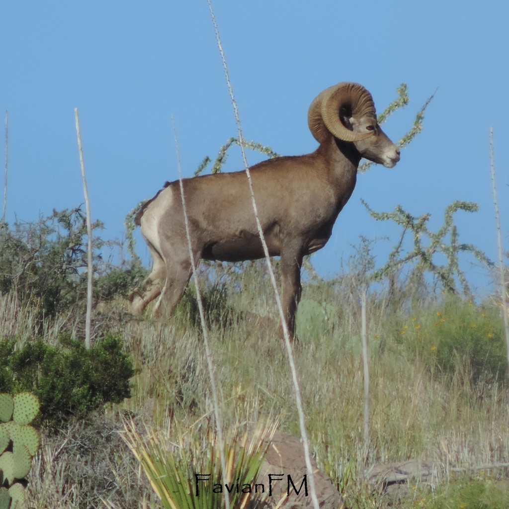 Bighorn Sheep from Ocampo, Coah., México on February 9, 2014 by Favian ...