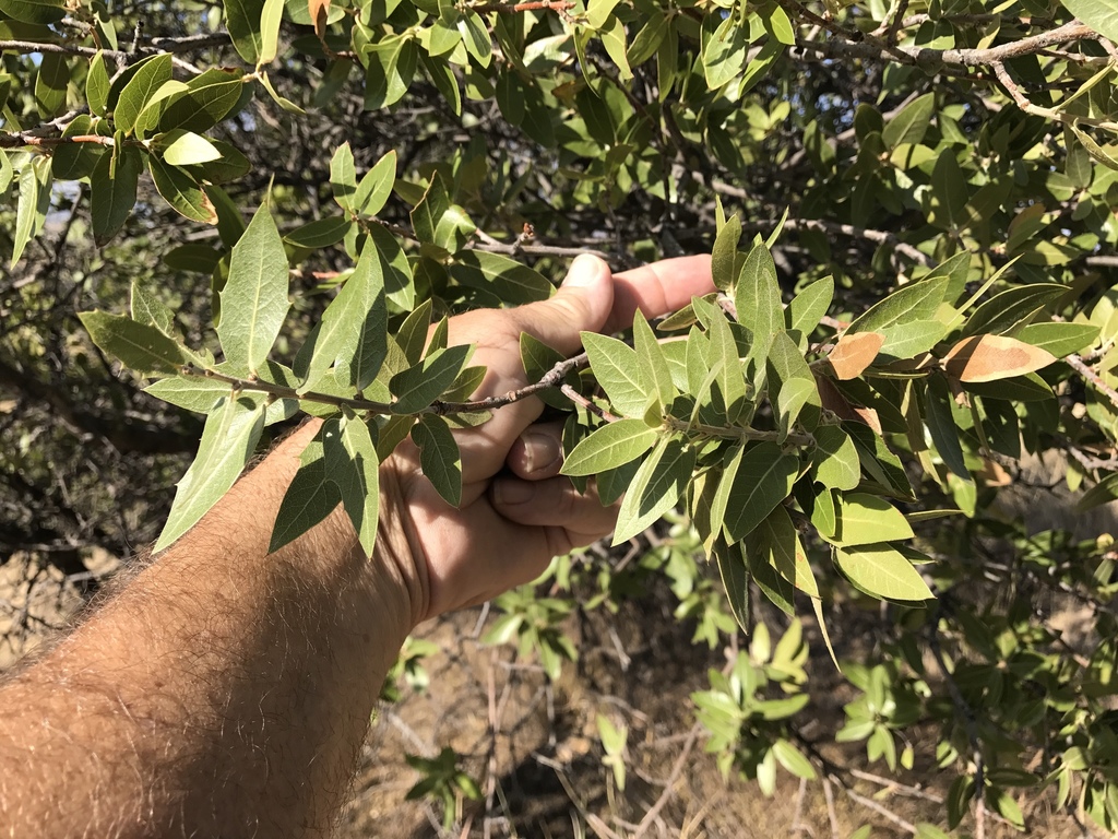 Emory oak (Quercus emoryi) - Botanical Realm