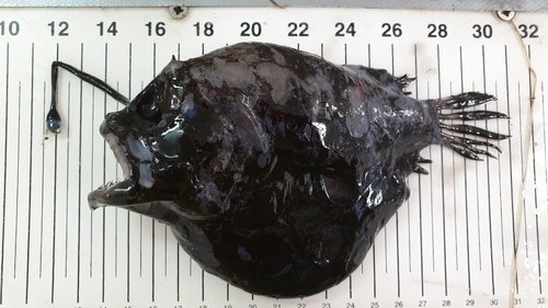 Genus Oneirodes · iNaturalist United Kingdom