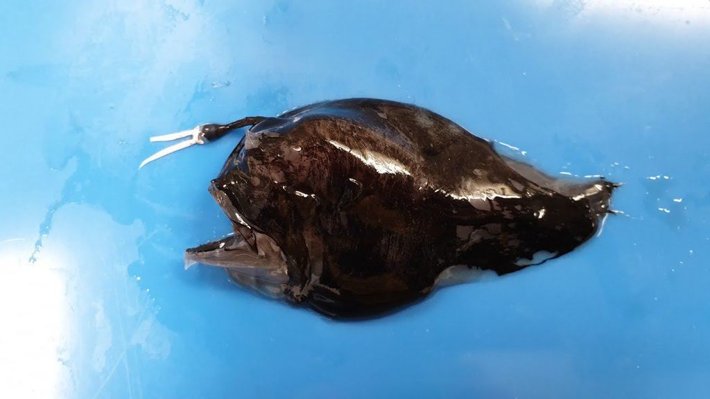 Pelagic Anglerfishes (Ceratioidei) - Marine Life Identification