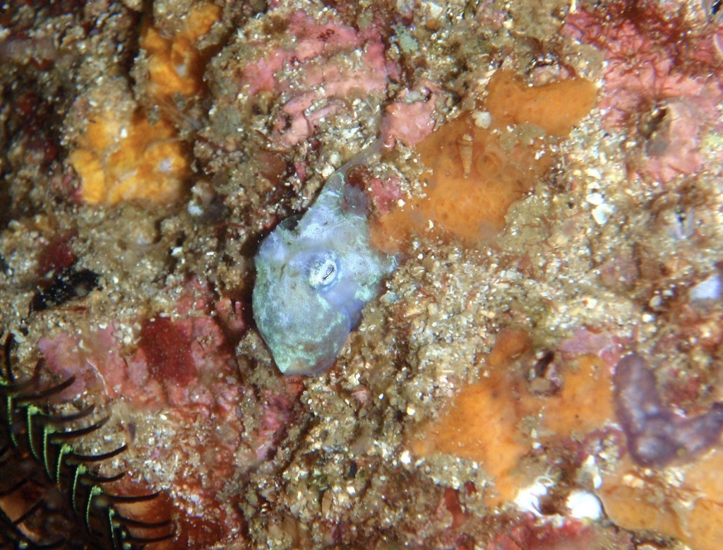 Octopus wolfi (Wülker, 1913)