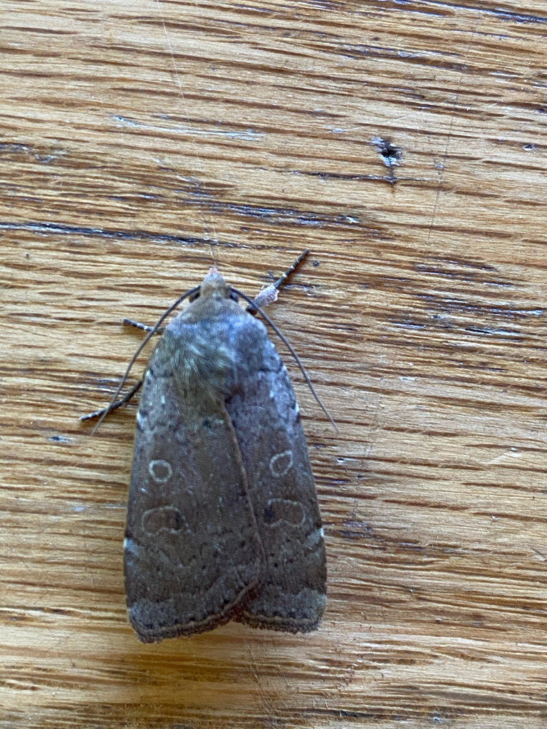 Lesser Yellow Underwing from Asten on July 30, 2020 at 04:38 PM by ...