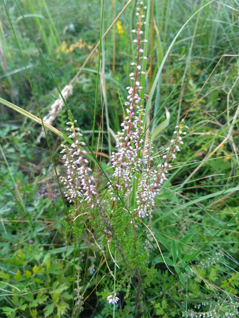 common heather from Borodyans'kyi district, Kyiv Oblast, Ukraine on ...