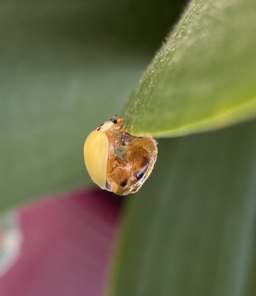 Asian Lady Beetle in July 2020 by Terry. Just emerging from a pupa ...