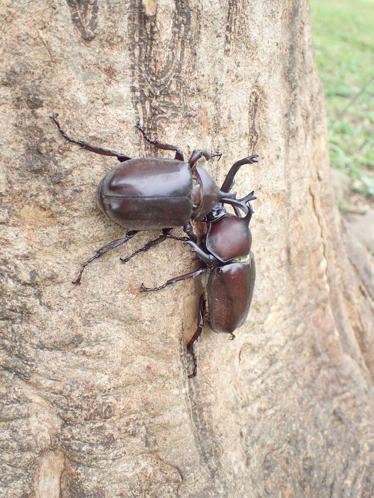 Trypoxylus dichotomus tsunobosonis from 臺灣臺北市文山區詠愛園 on July 30, 2020 at ...