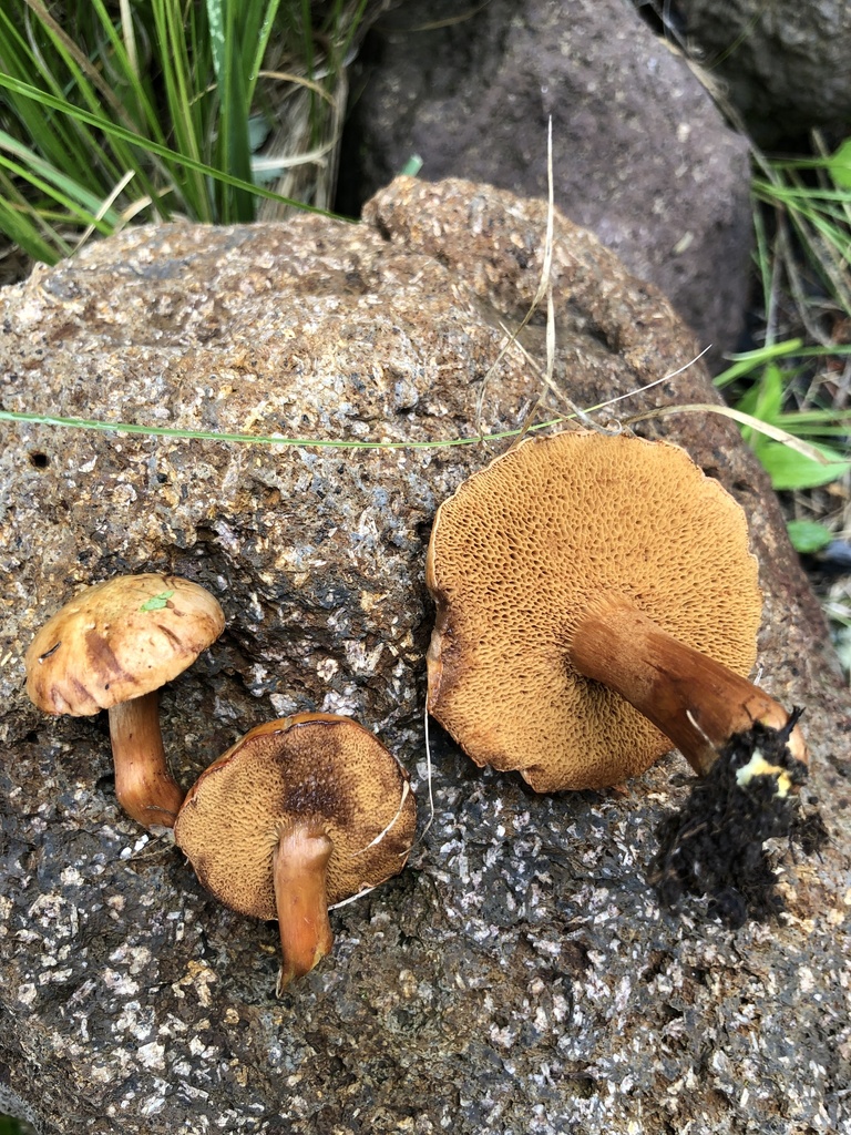 Peppery Bolete from Apache County, US-AZ, US on July 27, 2020 at 12:30 ...
