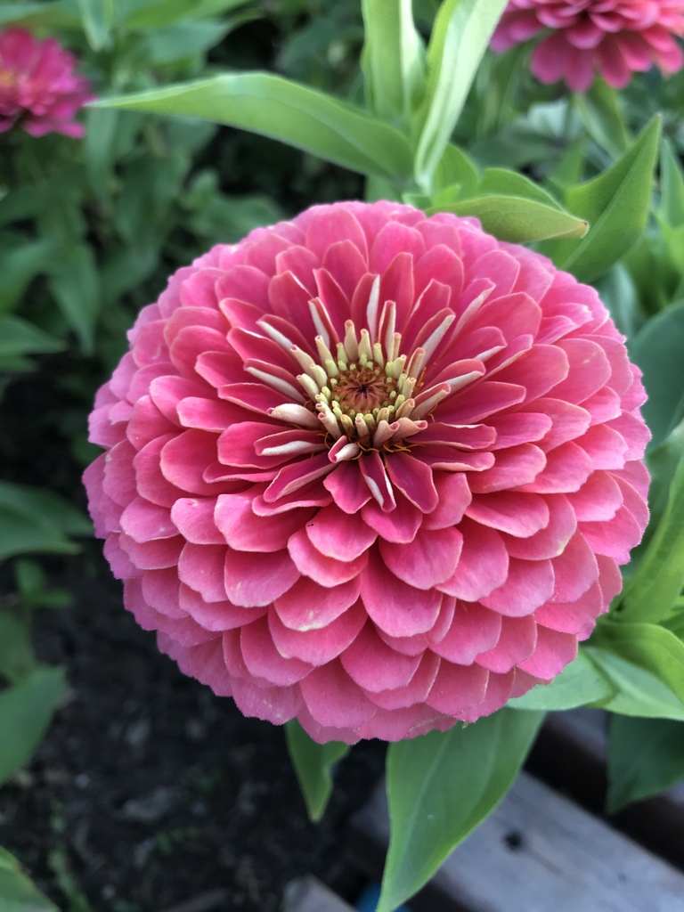 Elegant Zinnia in July 2020 by zhamilya01 · iNaturalist