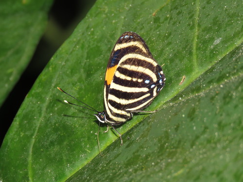 Subespecie Callicore atacama manova · NaturaLista Colombia