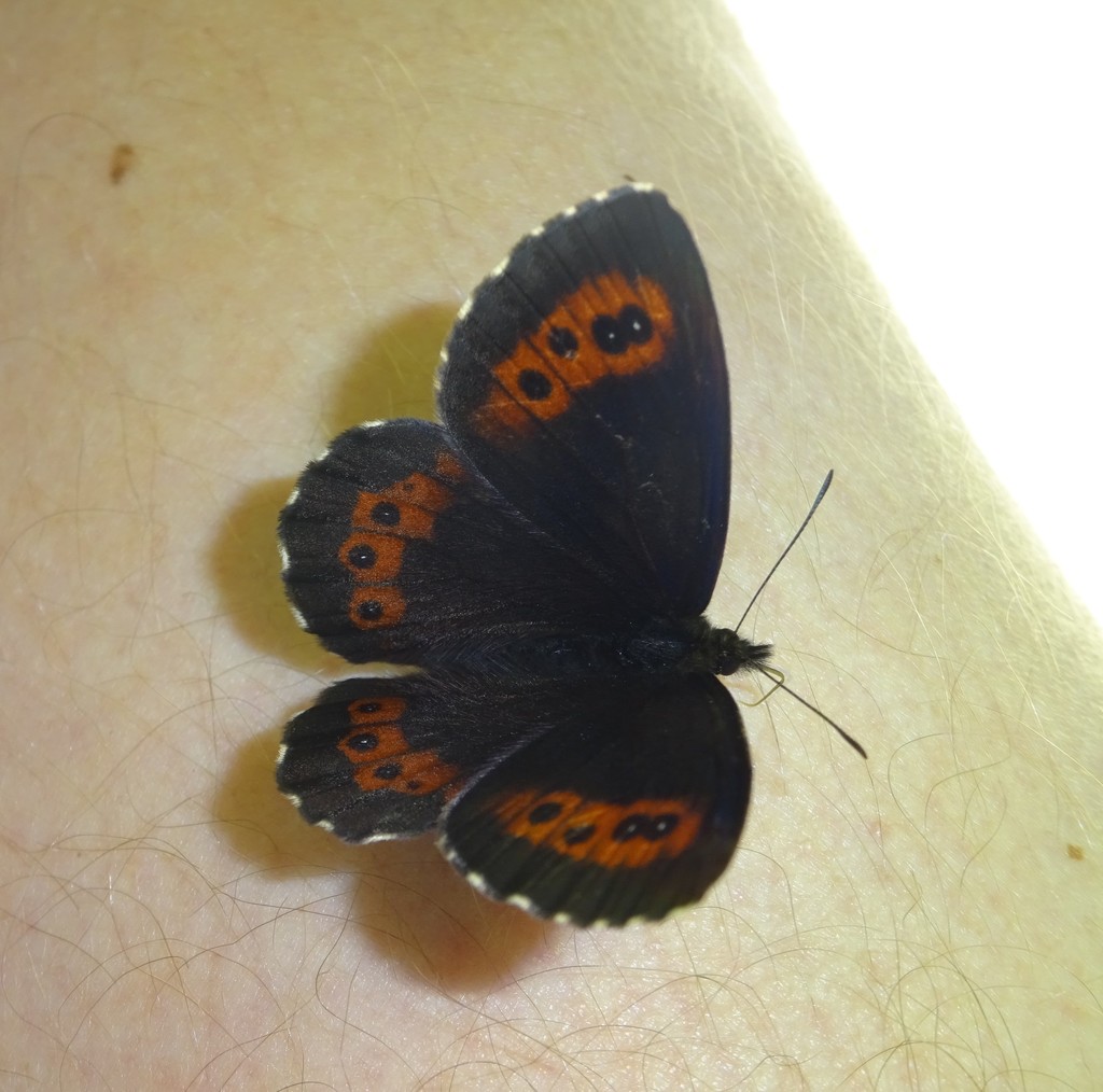 Arran Brown from 38650 Gresse-en-Vercors, France on July 5, 2020 at 08: ...