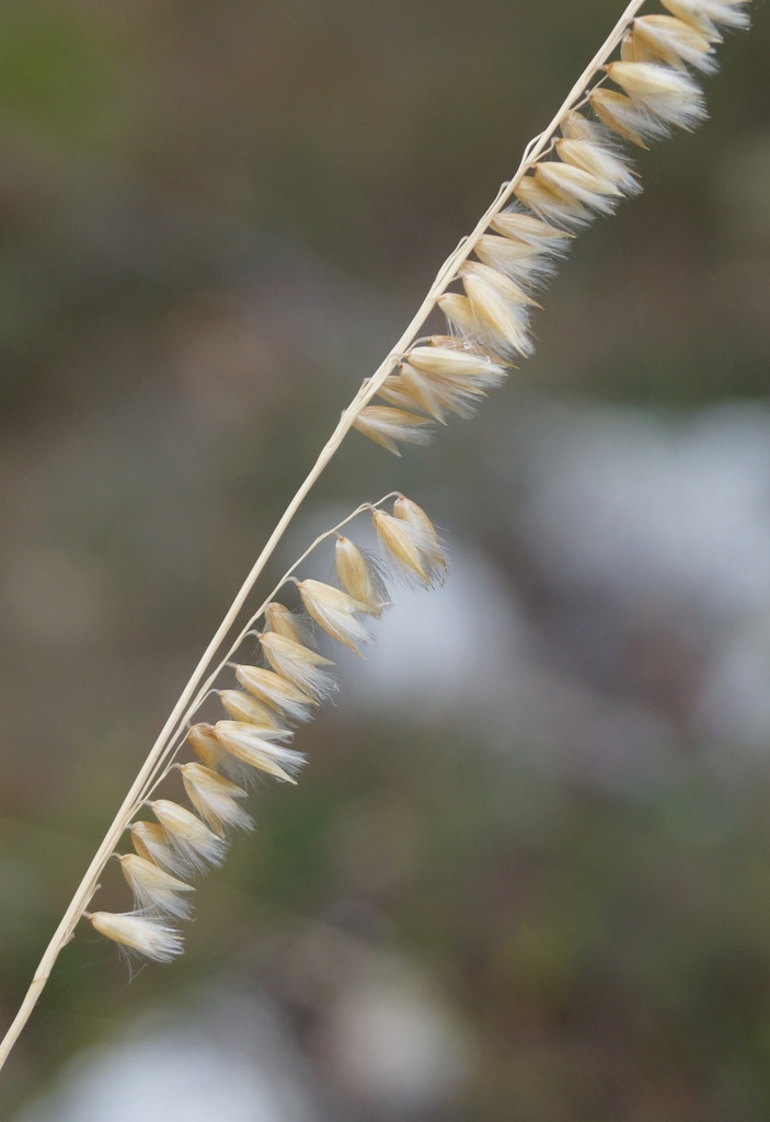 melicgrasses (Melica) - Botanical Realm