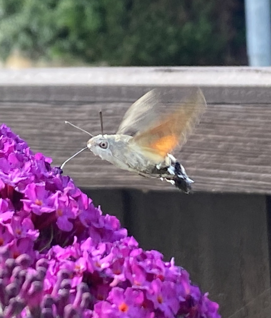 Eurasian Hummingbird Hawkmoth from Lincolnshire, England, GB on July 30 ...