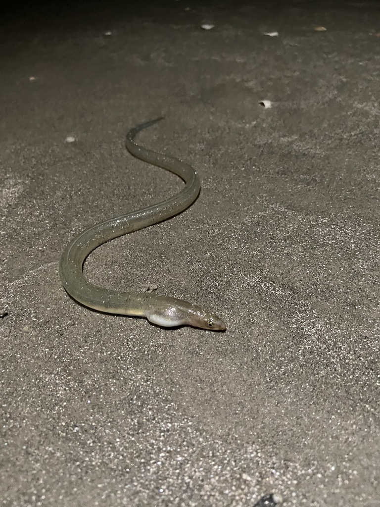 Speckled Worm Eel from Galveston Island, Galveston, TX, US on June 09 ...