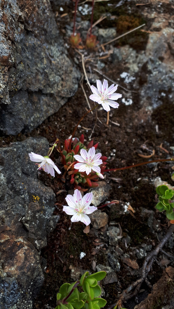 Columbian lewisia from Strathcona Provincial Park, BC, Canada on July ...