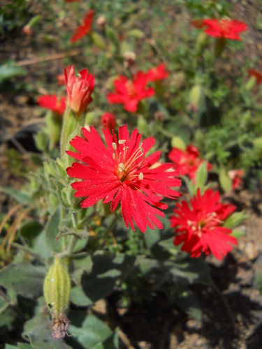 Indian pink (Wildflowers of Bouverie Preserve of ACR) · iNaturalist