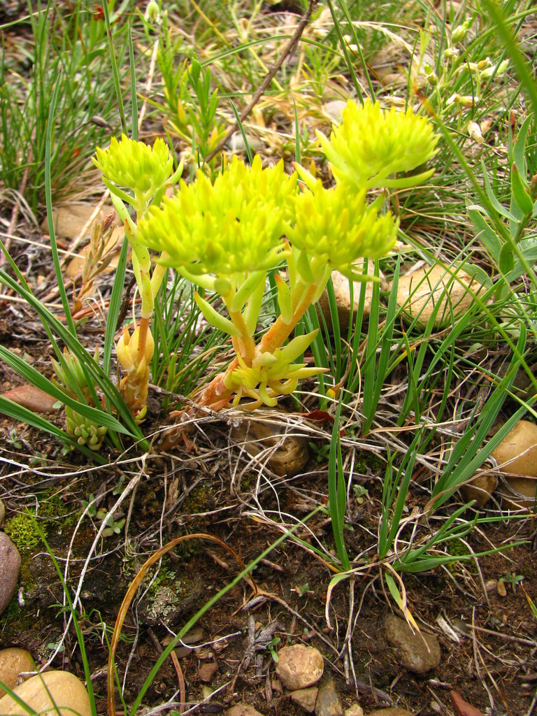 (Sedum lanceolatum lanceolatum) - Botanical Realm