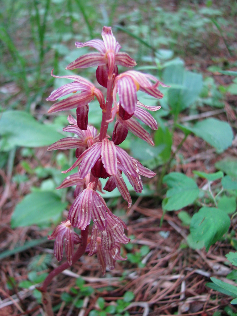 Striped coralroot orchid (Wildflowers of Bouverie Preserve of ACR ...