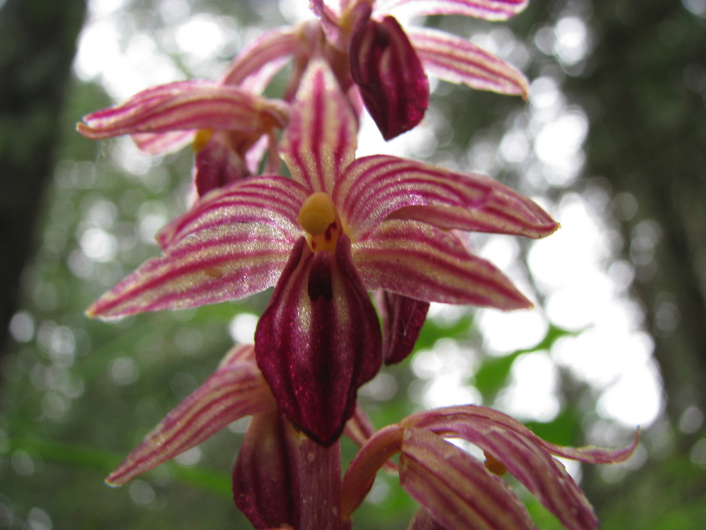 Striped coralroot orchid (Wildflowers of Bouverie Preserve of ACR ...