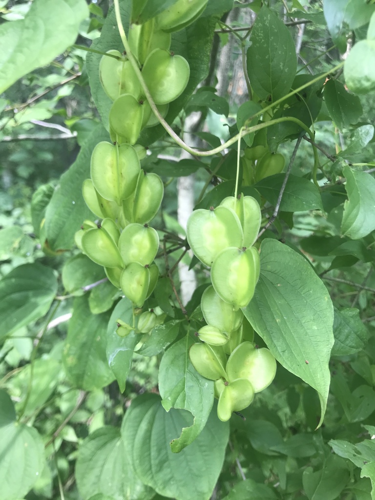 wild yam from Windham Road 13, ON, CA on July 29, 2020 at 02:21 PM by ...