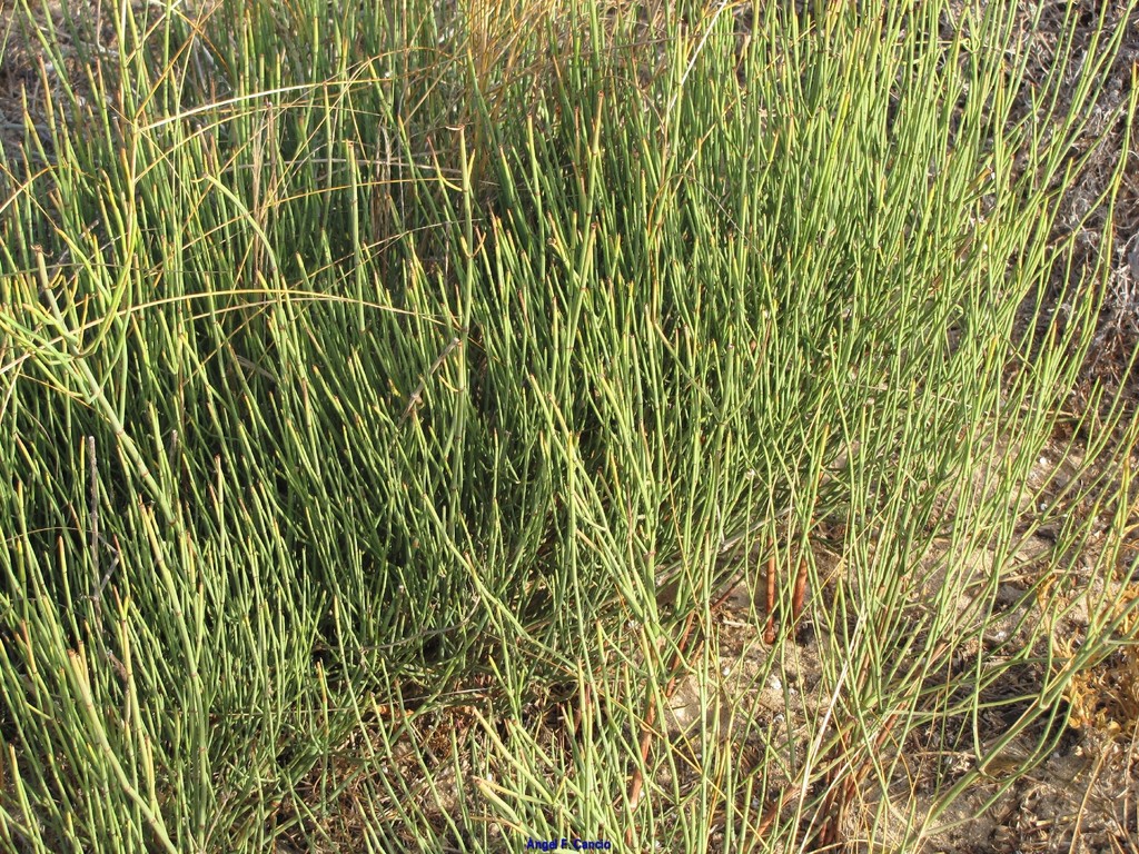 (Ephedra fragilis fragilis) - Botanical Realm