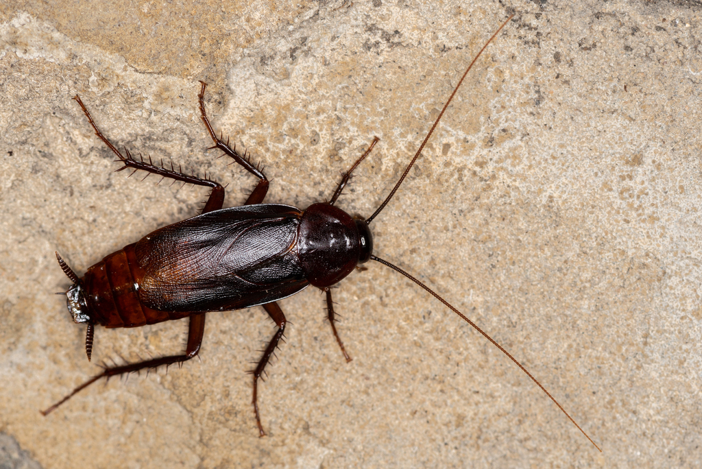 Oriental Cockroach from Profug, Alushta on July 29, 2020 at 11:05 PM by ...