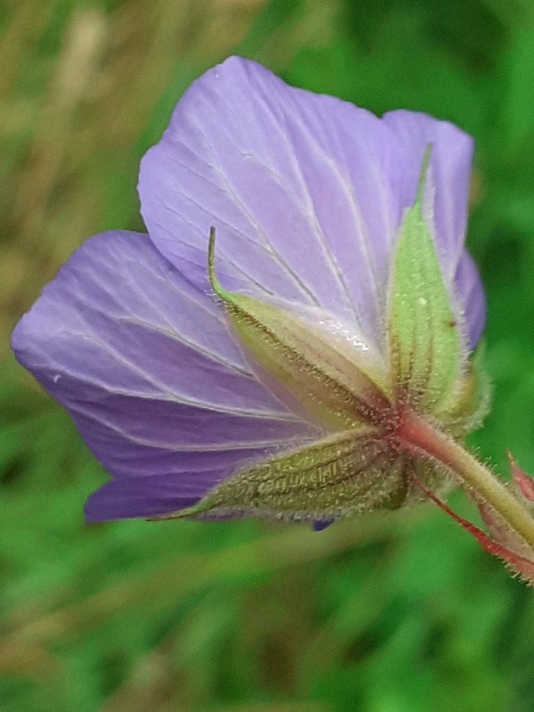 Meadow Crane's-bill from Bath Quay terraces, Bath, UK on July 28, 2020 ...