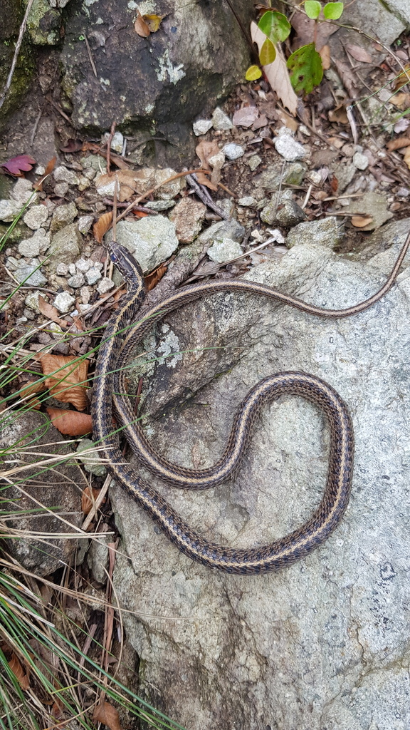 Slender Racer from 대한민국 전라남도 진도군 조도면 on July 29, 2020 at 03:05 PM by ...