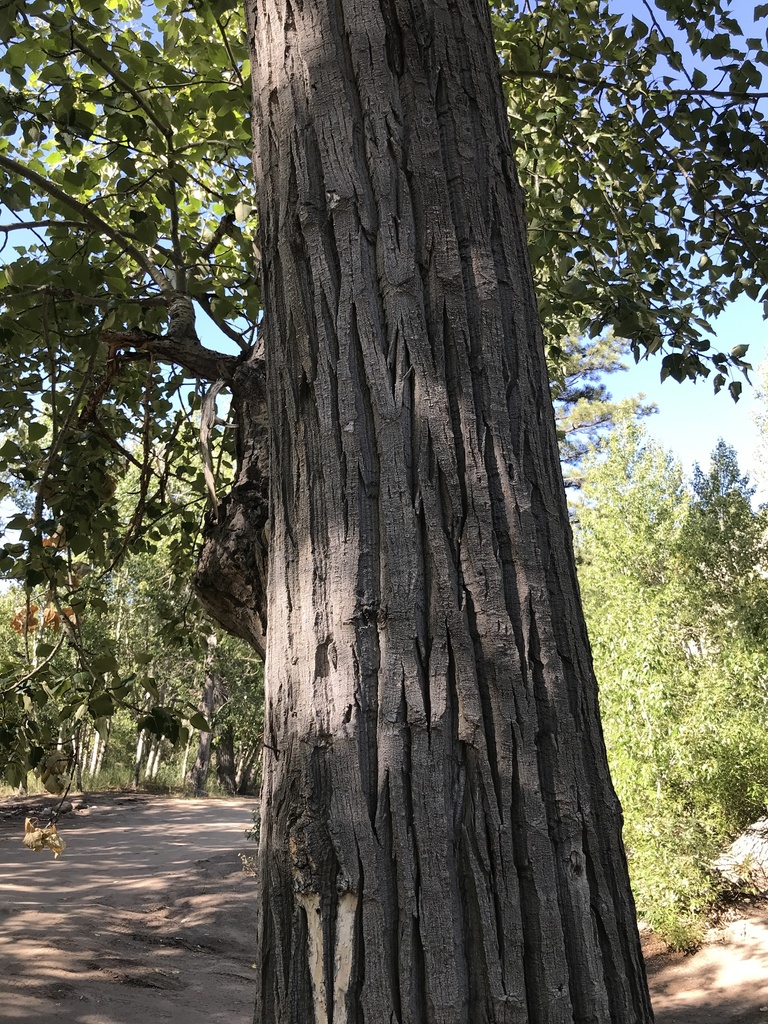black cottonwood from Alpine County, Toiyabe National Forest, US-CA, US ...