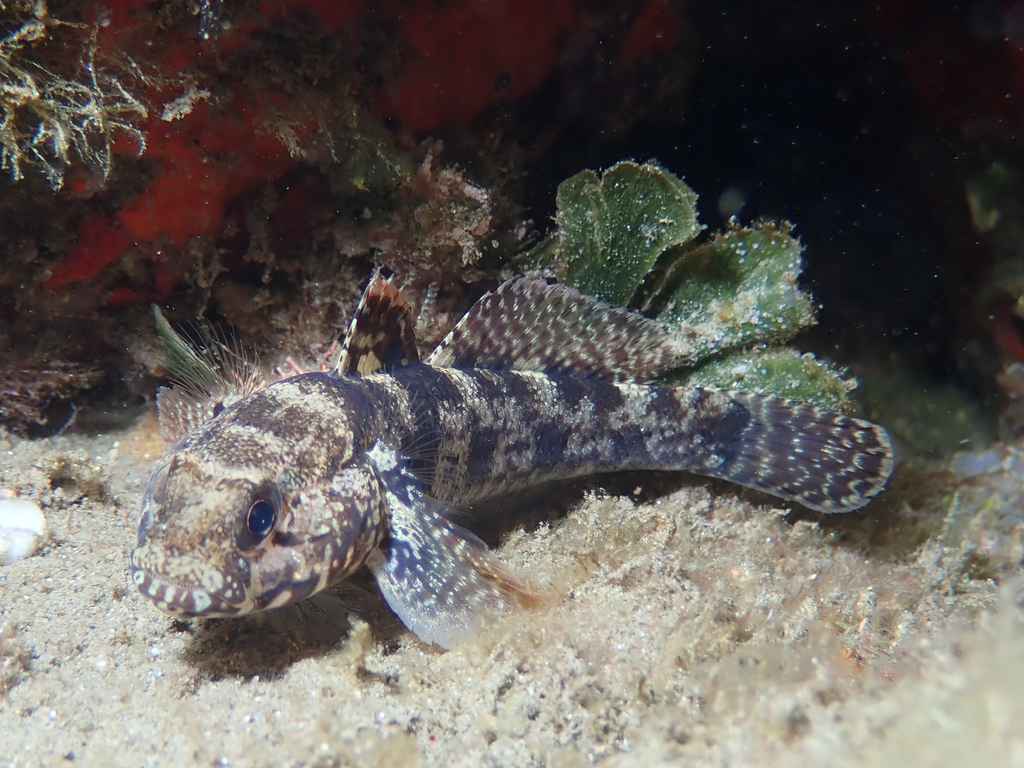 Rock Goby from 20230 Taglio-Isolaccio, France on June 29, 2020 at 10:31 ...