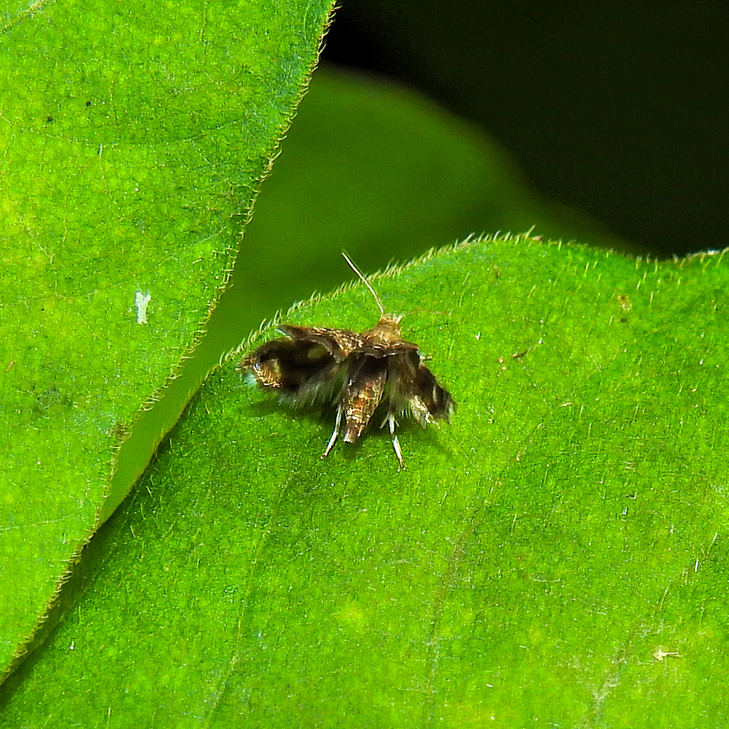 Peacock Brenthia Moth from Walworth, Wisconsin, United States on July ...