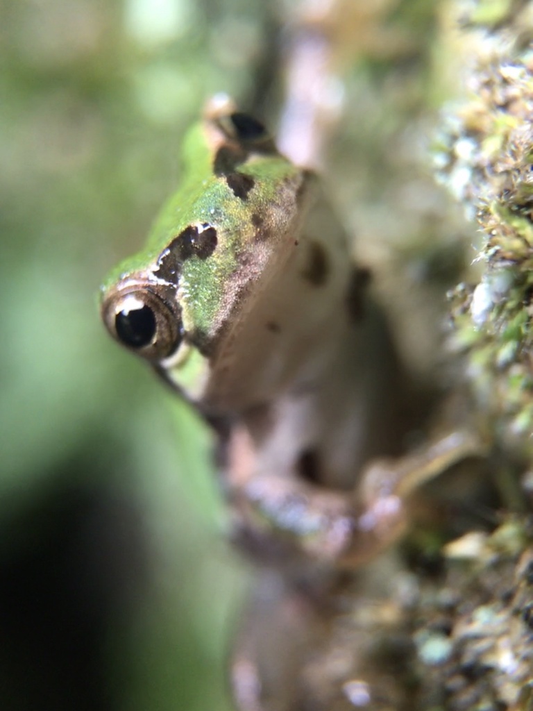 Japanese Tree Frog from 和泉町宮前, 安城市, 愛知県, JP on July 31, 2020 at 06:50 ...