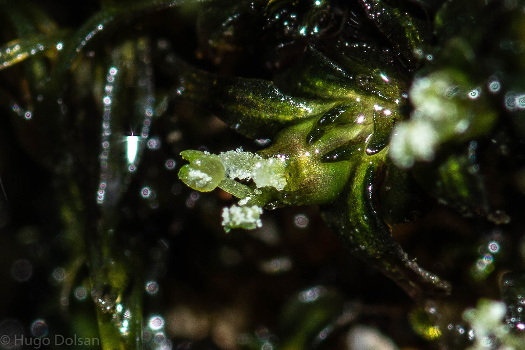 riverweed from Itatiaia - RJ, Brasil on April 4, 2020 at 04:33 PM by ...