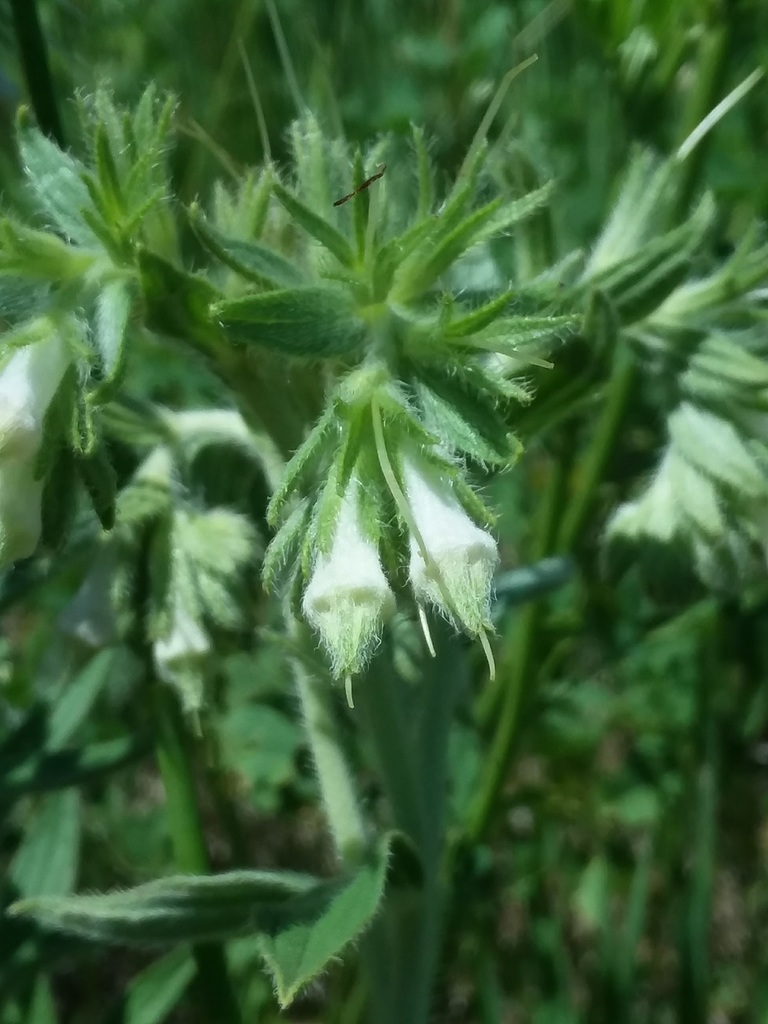 western false gromwell (Plants of Boulder Canyon) · iNaturalist