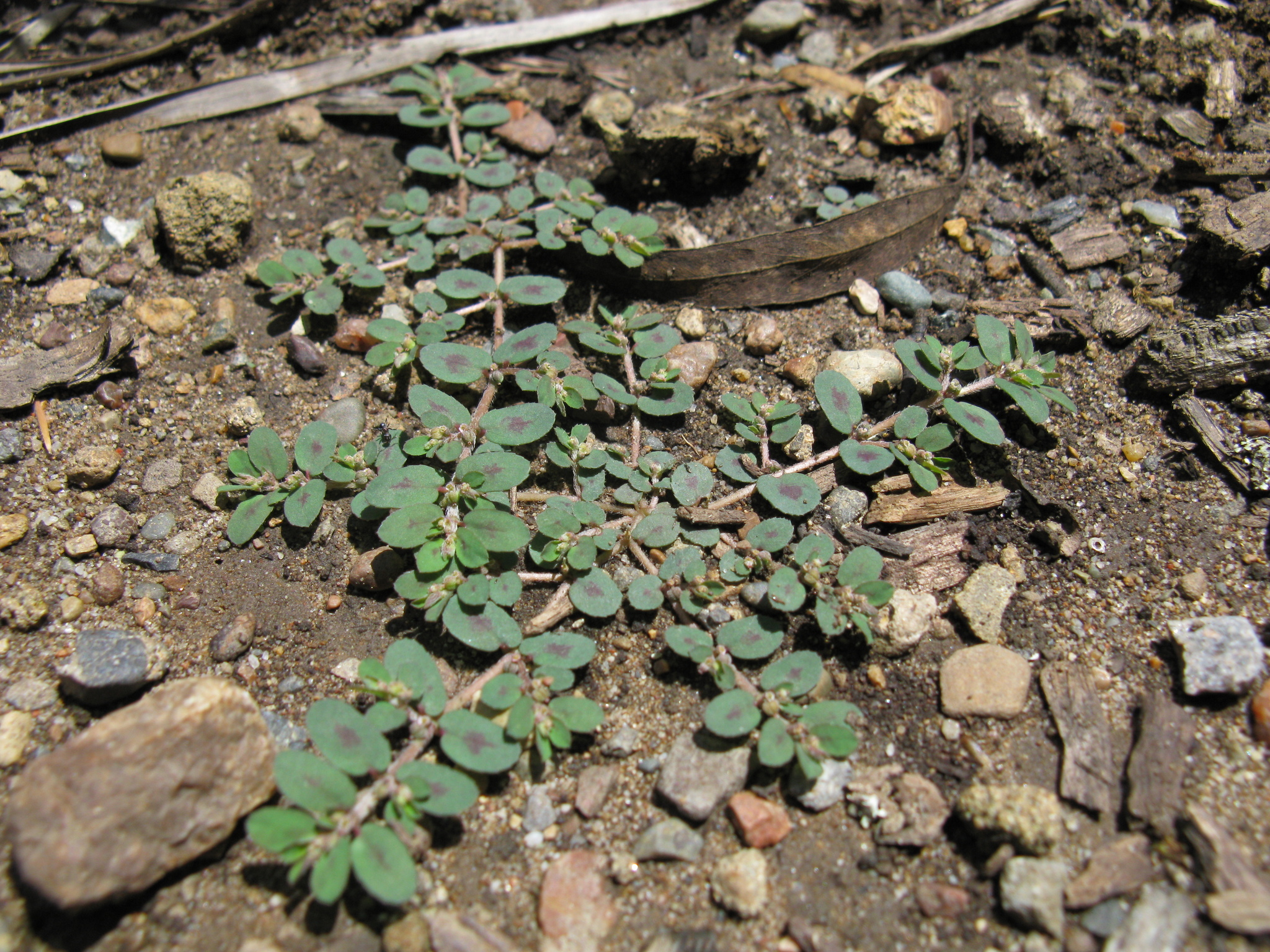 Euphorbia Maculata