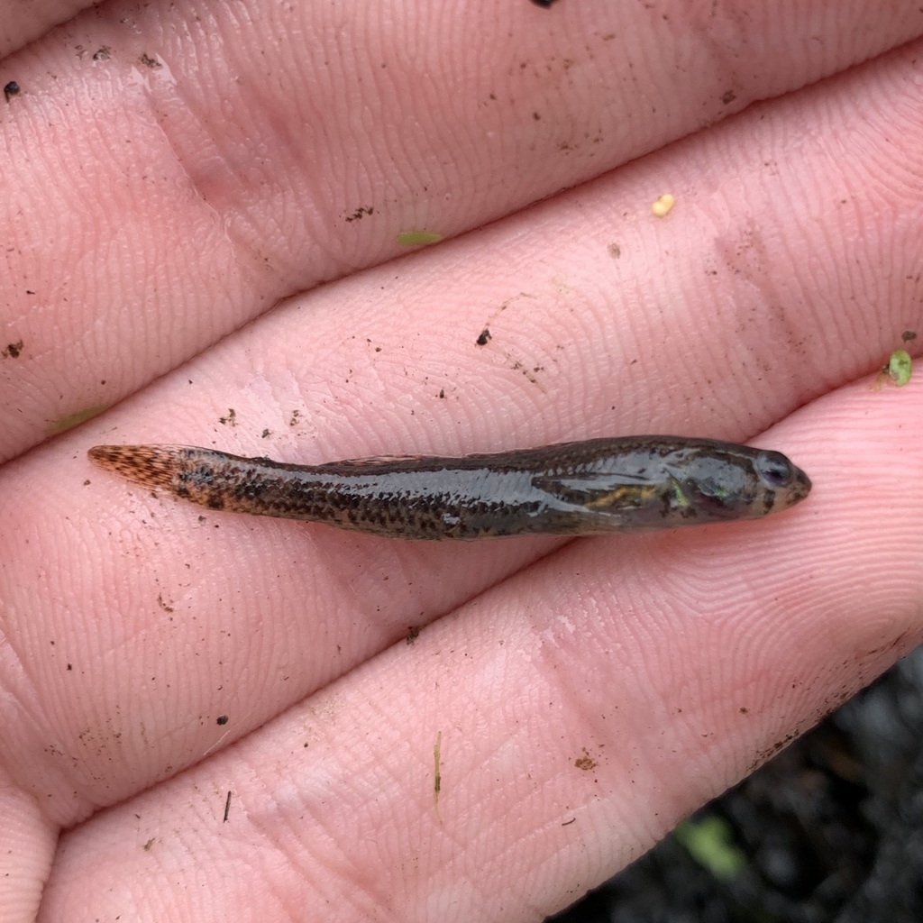 Swamp Darter from Wilmington, NC, USA on July 30, 2020 at 10:18 AM by ...