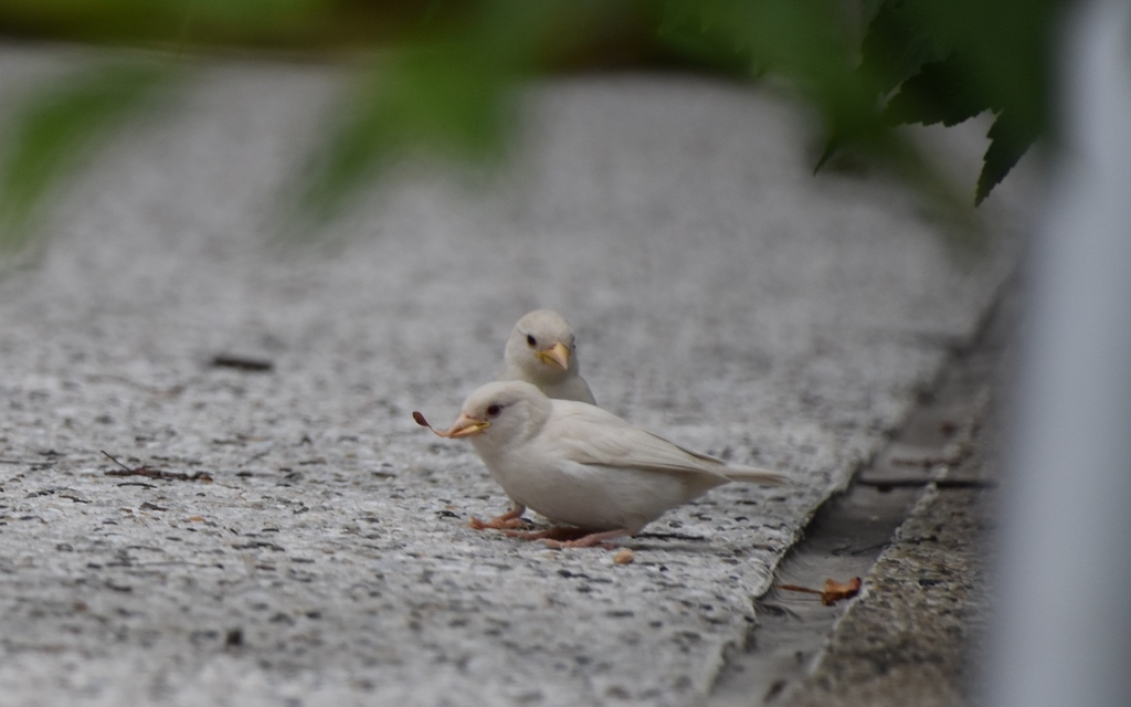 House Sparrow from Blanche Levy Park, Philadelphia, PA, US on July 30 ...