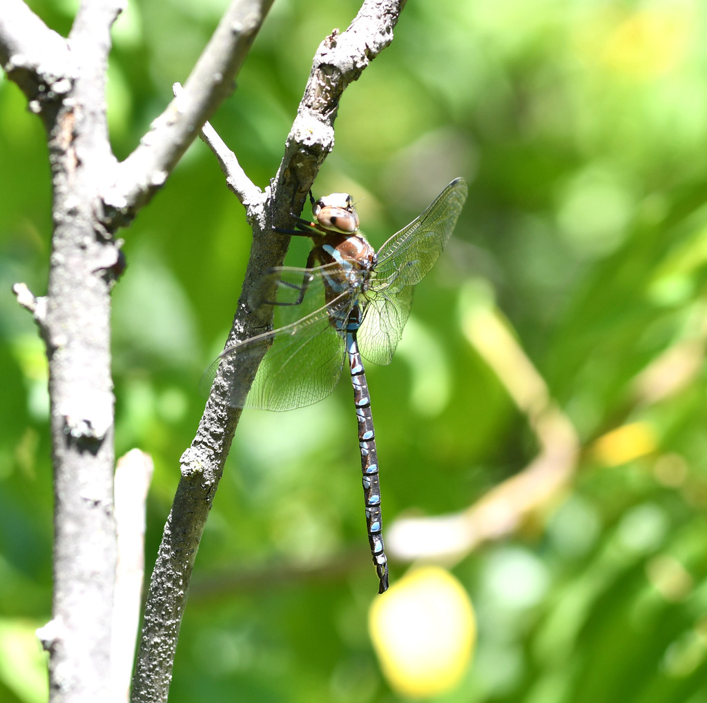 Lance-tipped Darner from Blue Earth County, MN, USA on July 27, 2020 at ...